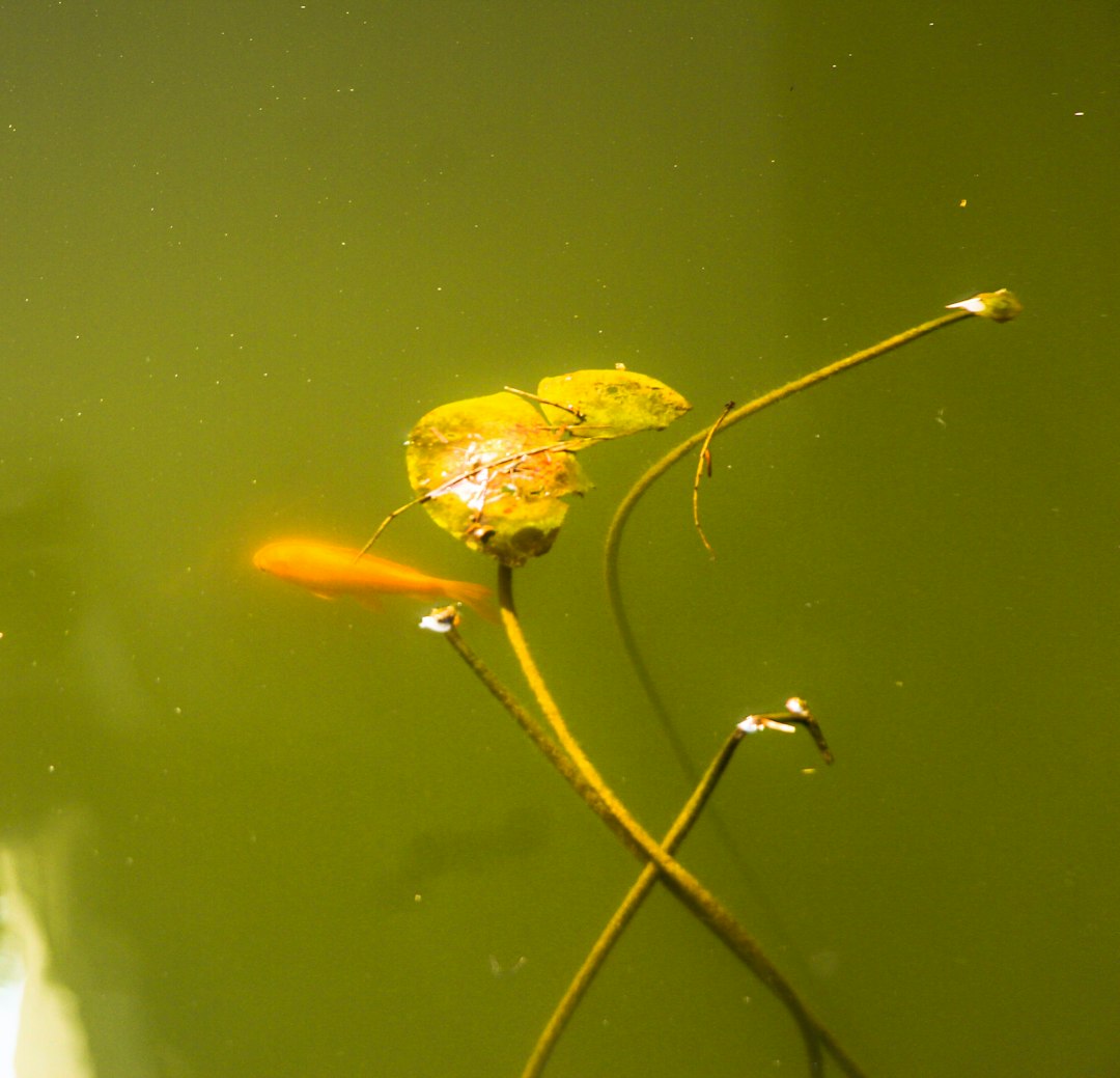 African Dwarf Frog Breed Guide 2026 | Care, Health & Temperament | Clawmate
