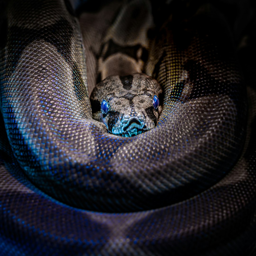 Blue Tongue Skink Breed Guide 2026 | Care, Health & Temperament | Clawmate