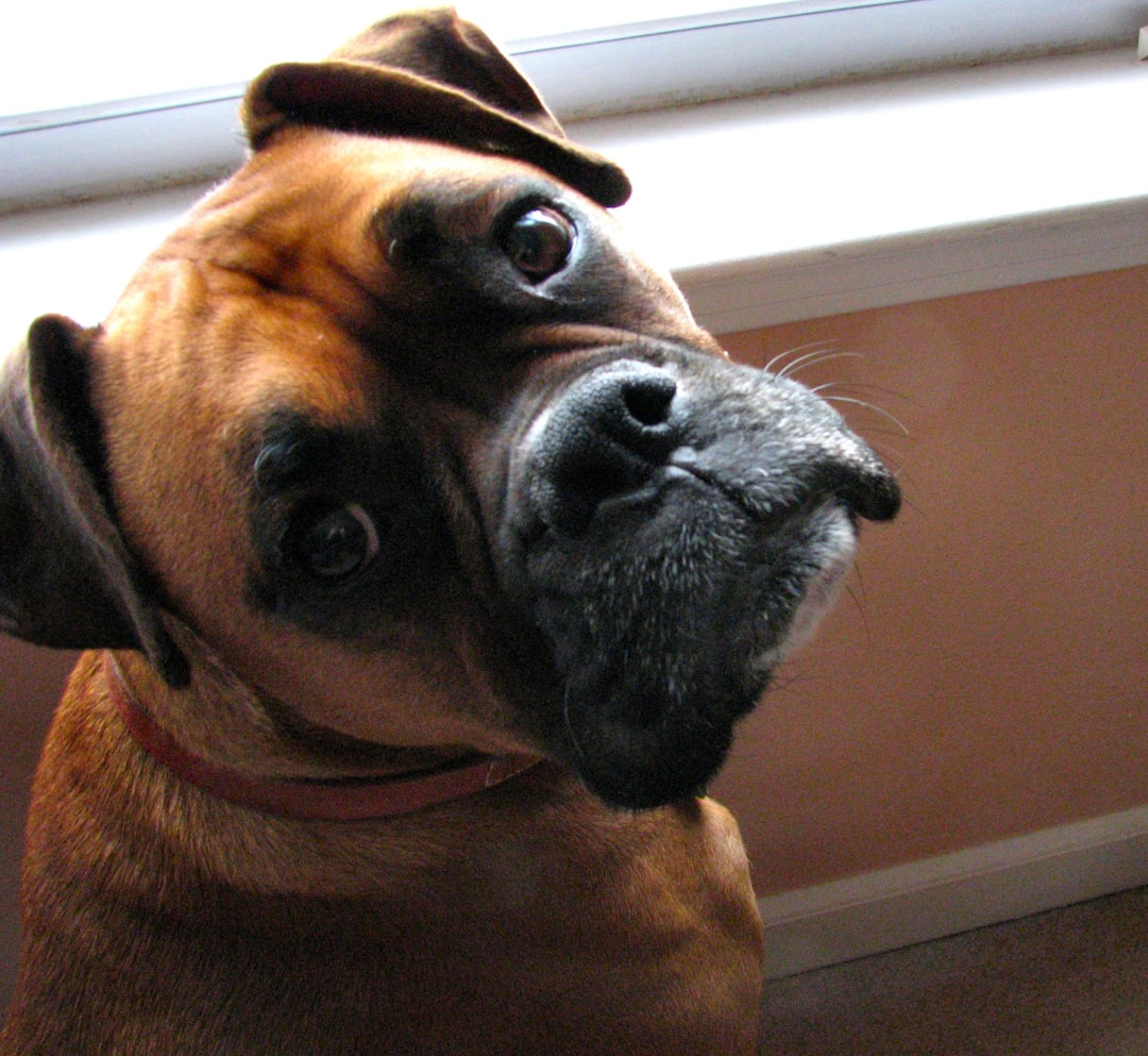 Boxer Breed Guide 2026 | Care, Health & Temperament | Clawmate