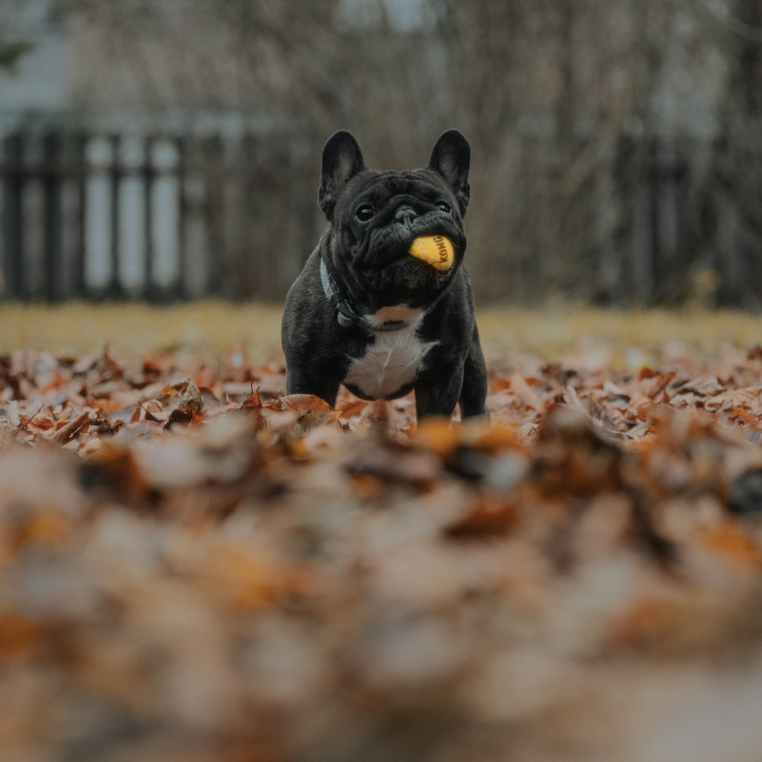 Bulldog Breed Guide 2026 | Care, Health & Temperament | Clawmate