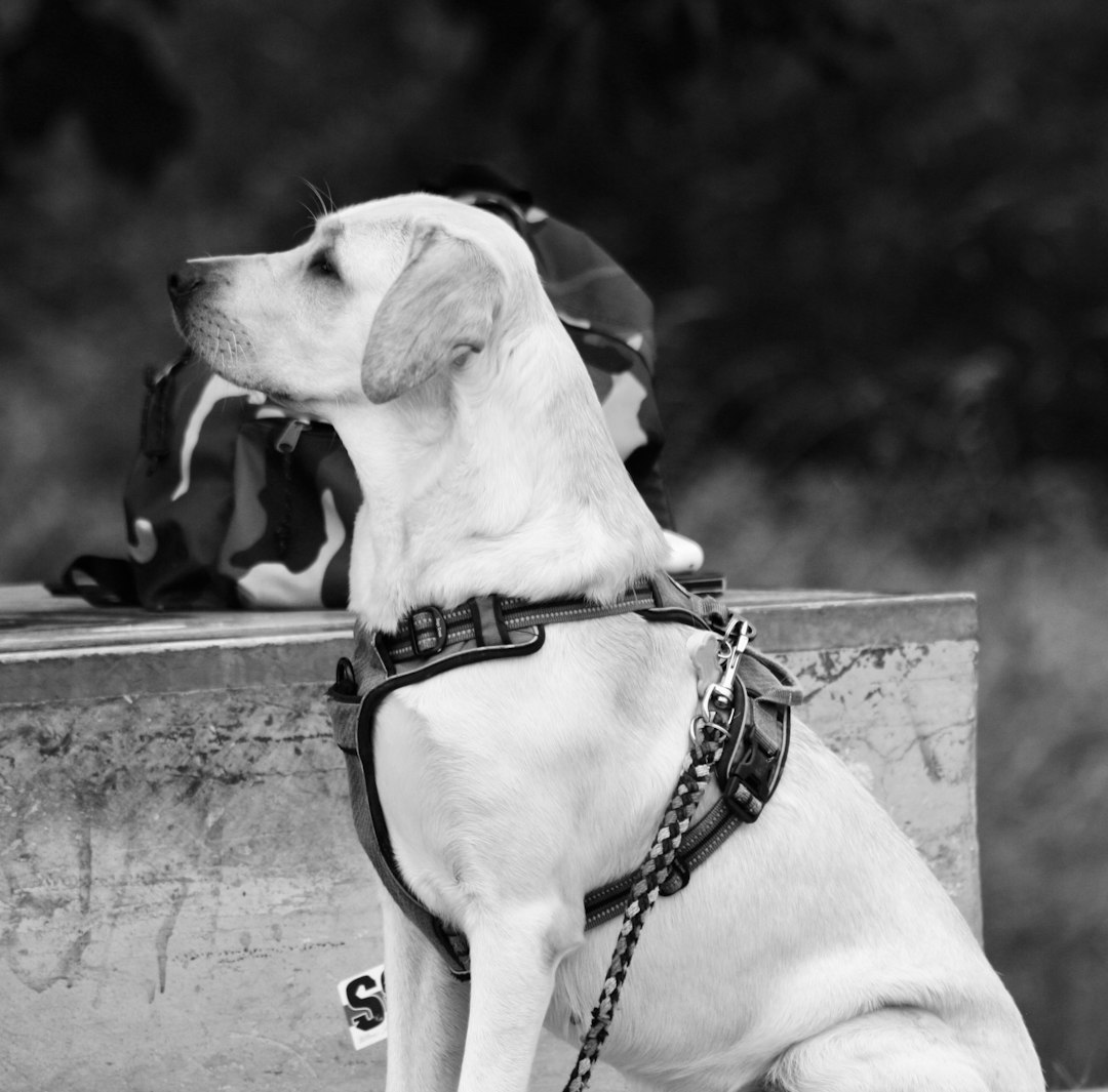 Labrador Retriever Breed Guide 2026 | Care, Health & Temperament | Clawmate