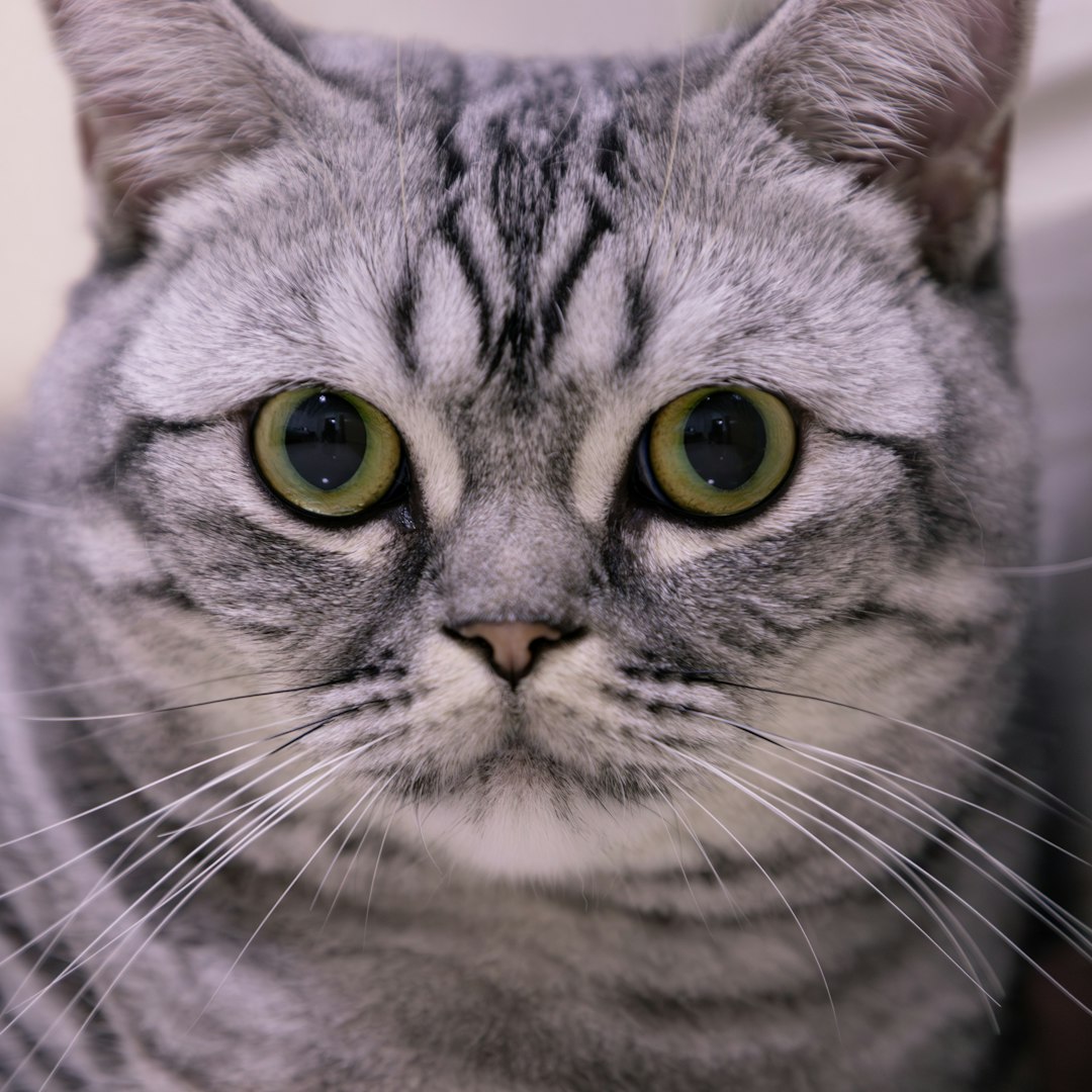 Manx Breed Guide 2026 | Care, Health & Temperament | Clawmate