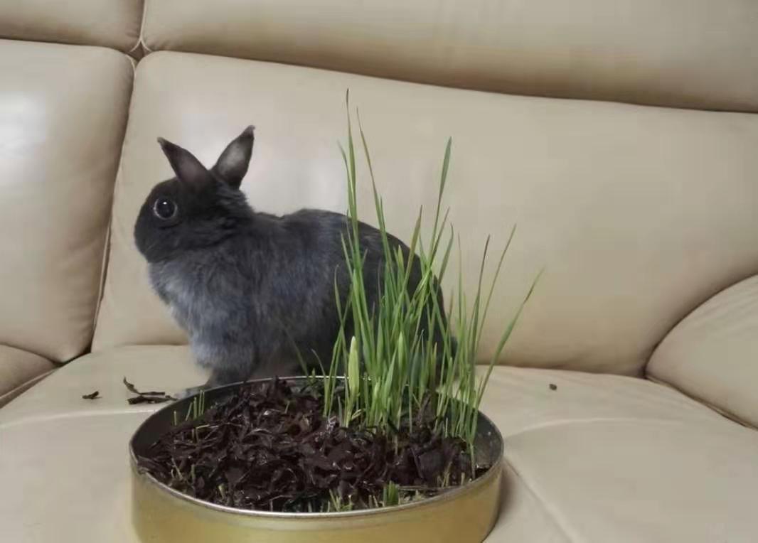 Netherland Dwarf Breed Guide 2026 | Care, Health & Temperament | Clawmate