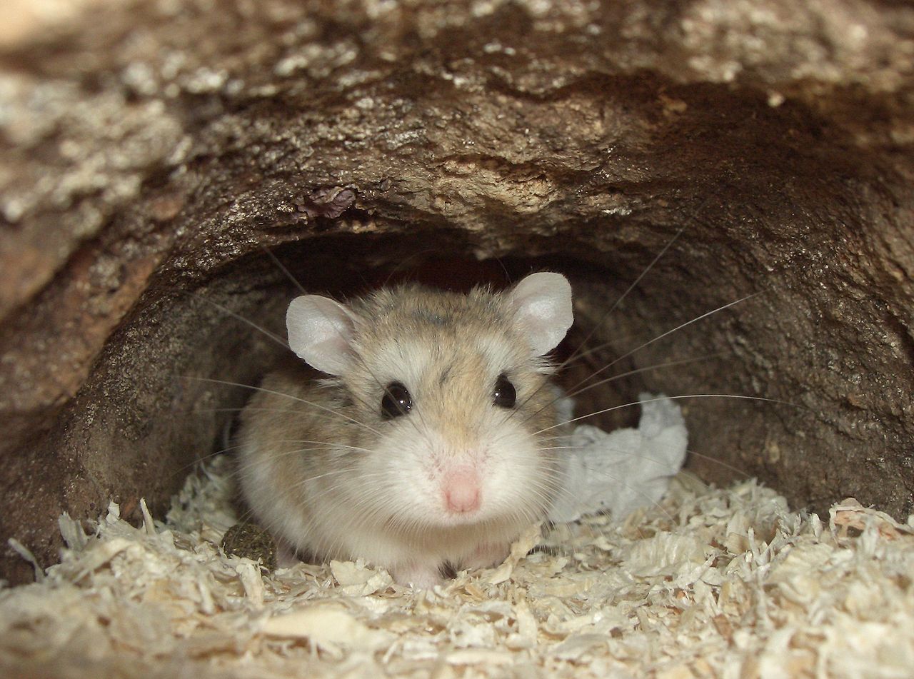 Roborovski Dwarf Hamster Breed Guide 2026 | Care, Health & Temperament ...