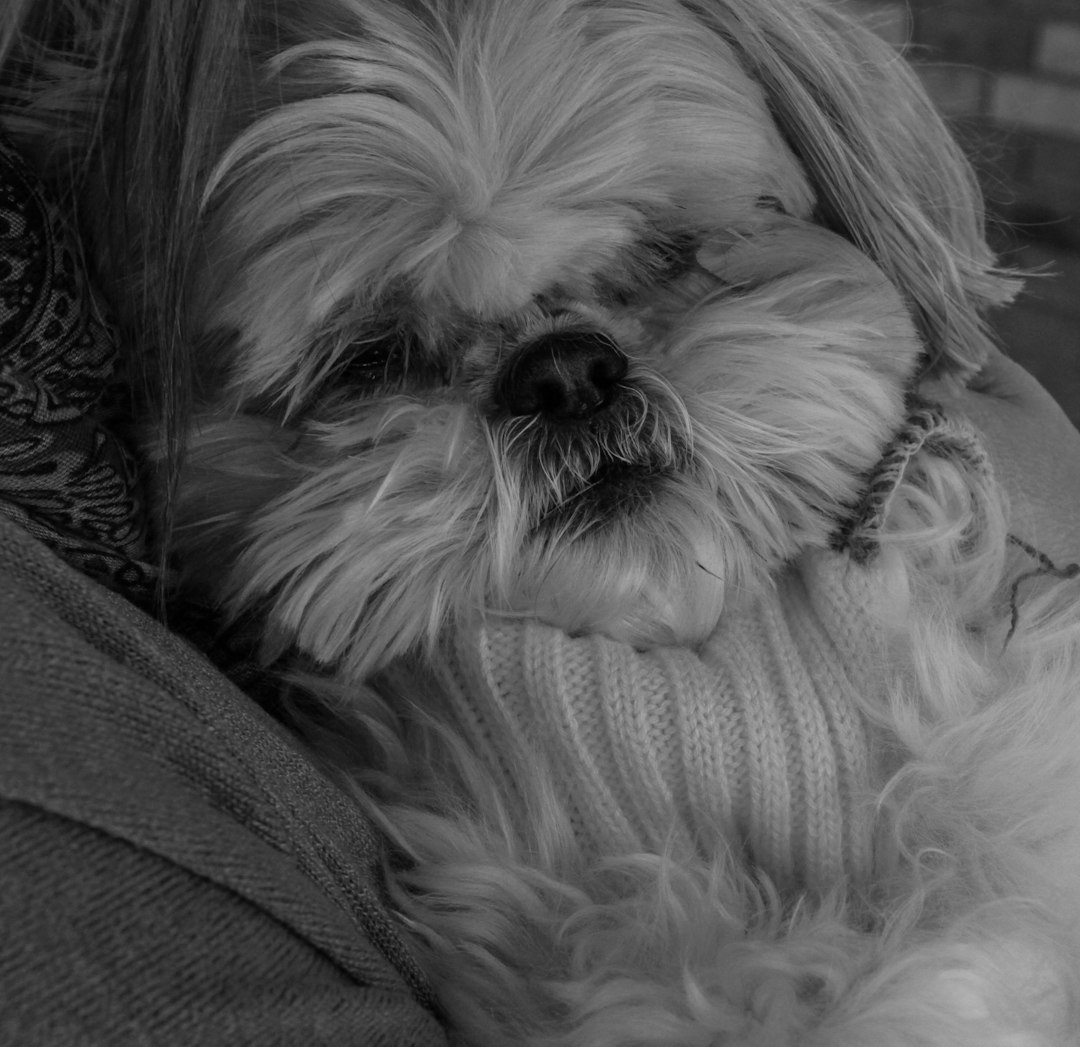 Shih Tzu Breed Guide 2026 | Care, Health & Temperament | Clawmate