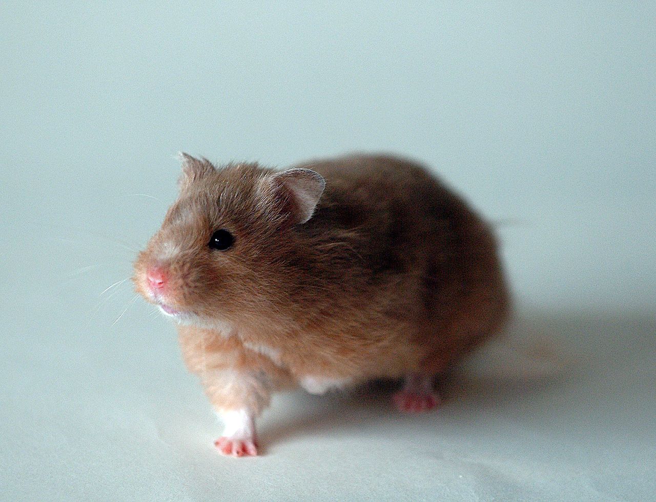 Syrian Hamster Breed Guide 2026 | Care, Health & Temperament | Clawmate