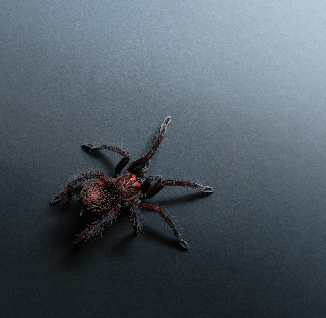 Tarantula Breed Guide 2026 | Care, Health & Temperament | Clawmate